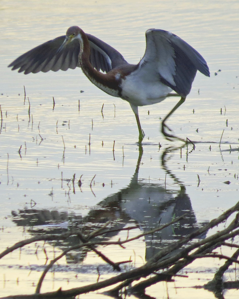 Tricolor Heron Dance